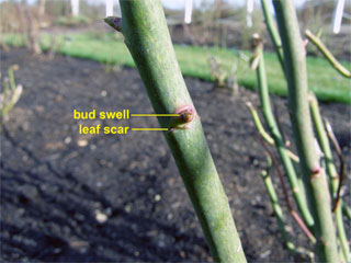 What’s a “Bud-Eye” and where do I cut?