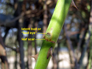 What’s a “Bud-Eye” and where do I cut?