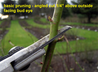 What’s a “Bud-Eye” and where do I cut?