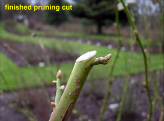 What’s a “Bud-Eye” and where do I cut?